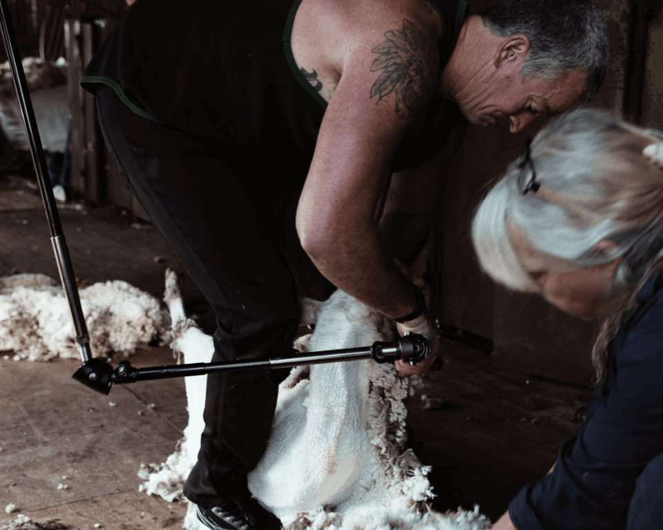 Top 5 Hazards in Sheep Shearing