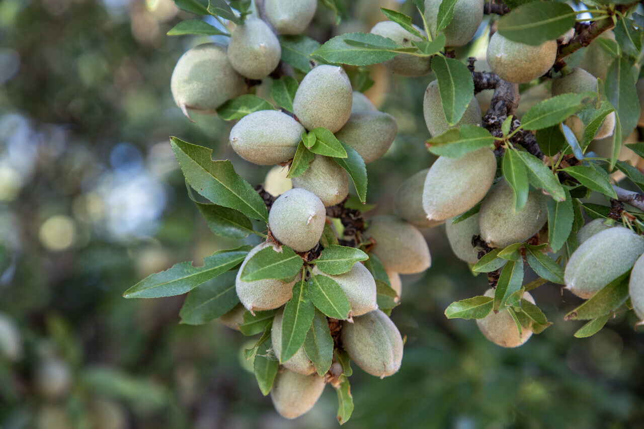 Horticulture | Safe Ag Systems