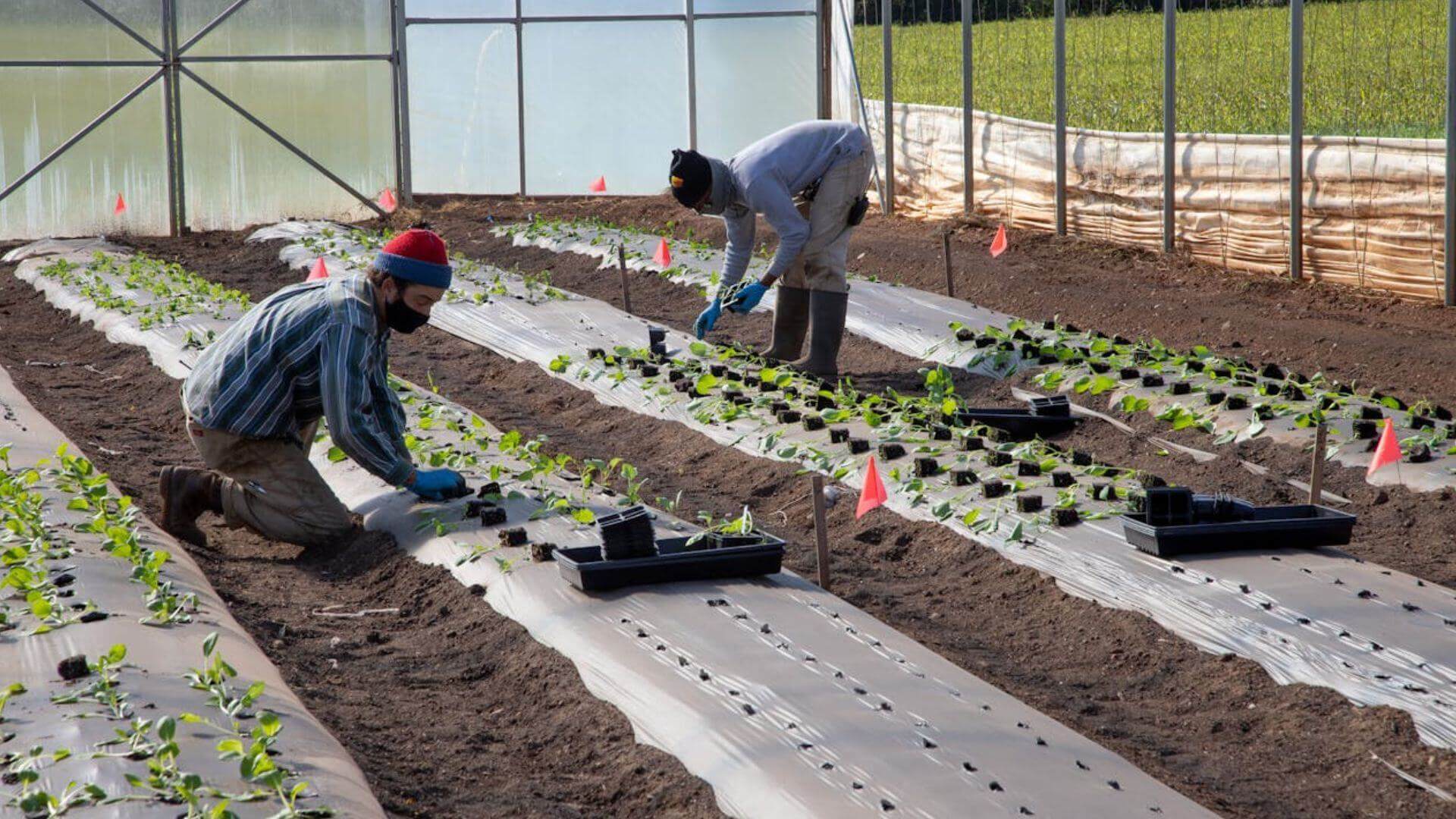 Top 5 Hazards in Horticulture