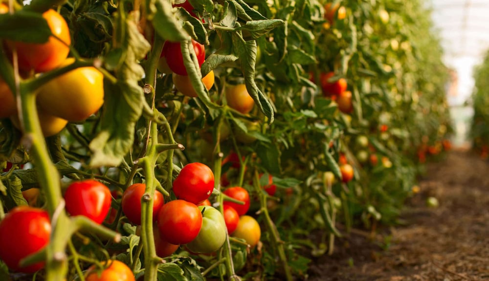 Find a Consultant | Safe Ag Systems