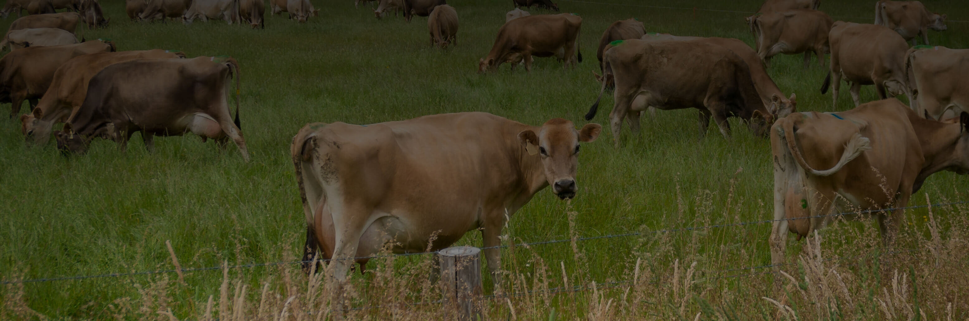 Webinar Series | Candid Conversations