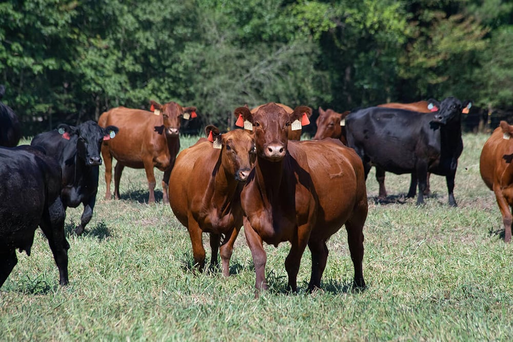 Livestock and Cattle | Safe Ag Systems