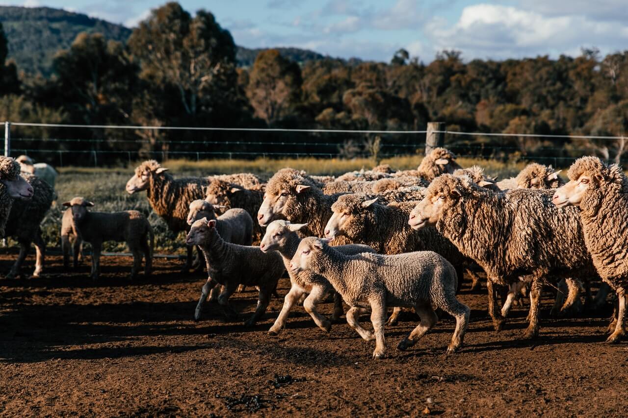 Top 5 Hazards in Sheep Shearing