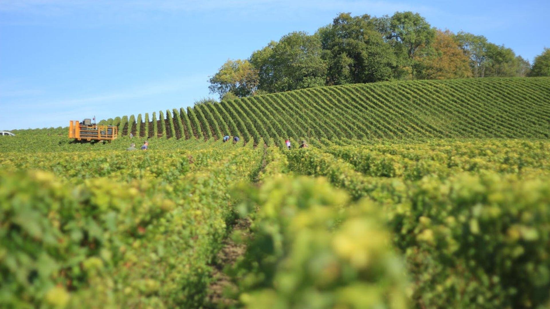 Simple Steps to Safety in the Wine Industry: Protecting your team and ...